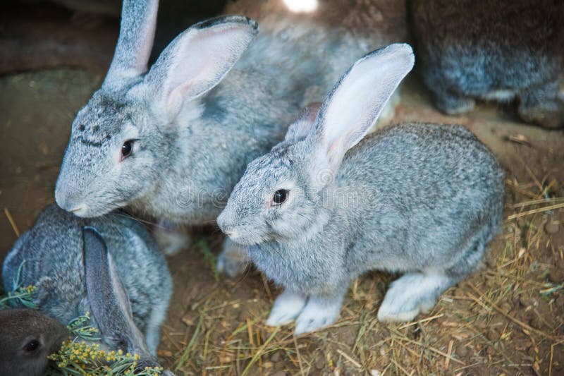 Rabbits on animal farm stock photo. Image of bunny, small - 85853854