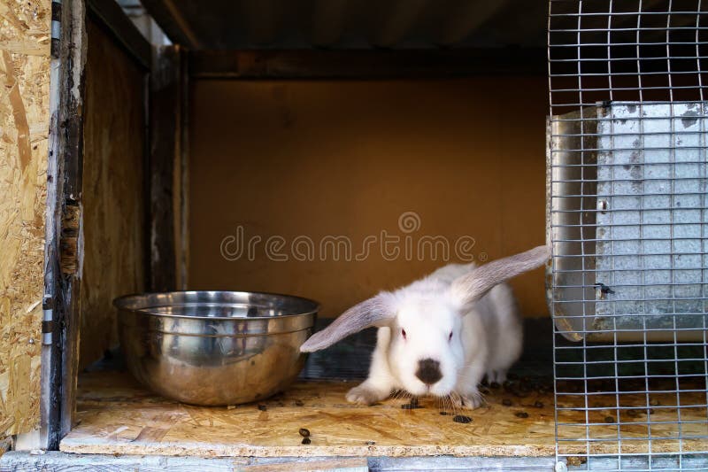 Rabbits in an Aviary. Background with Selective Focus and Copy Space ...