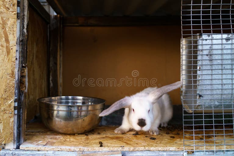 Rabbits in an Aviary. Background with Selective Focus and Copy Space ...