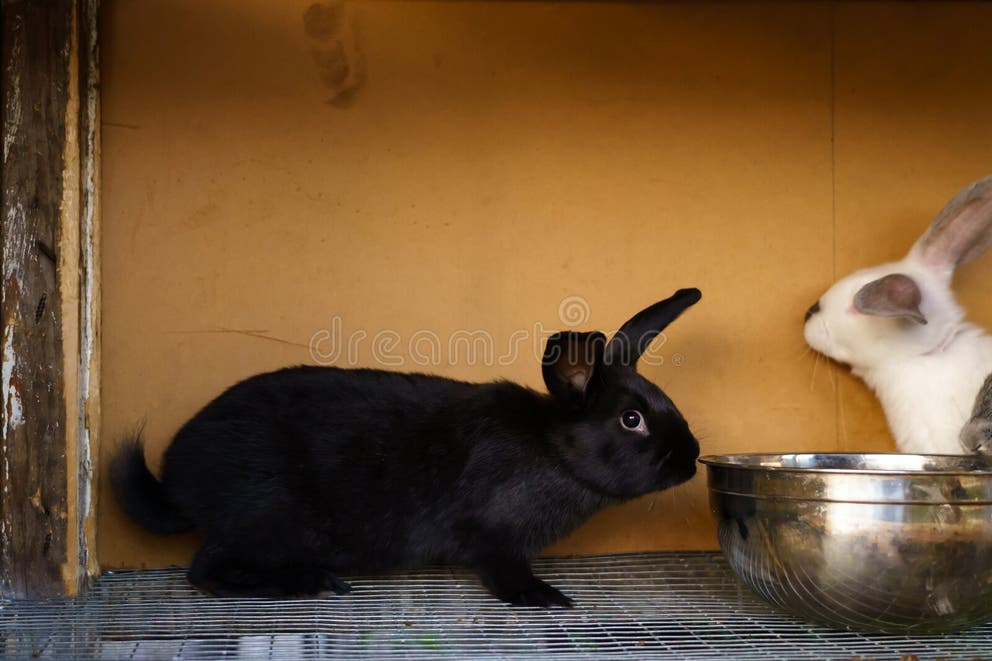 Rabbits in an Aviary. Background with Selective Focus and Copy Space ...