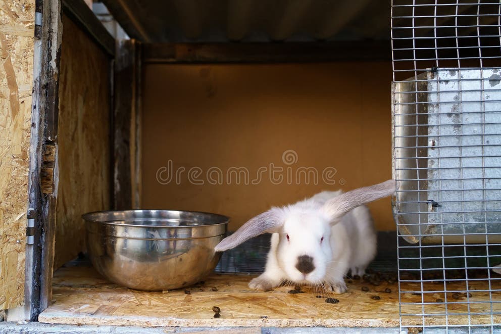 Rabbits in an Aviary. Background with Selective Focus and Copy Space ...