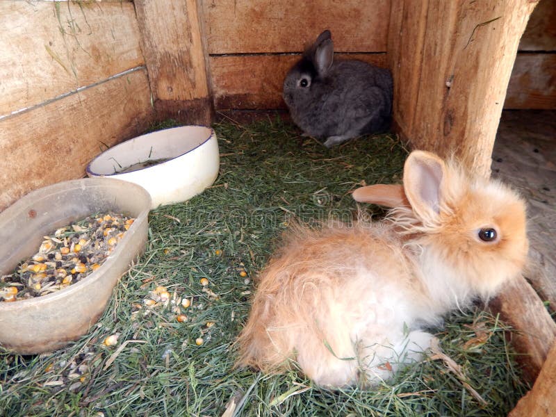 Rabbits in the aviary stock photo. Image of animal, furry - 115666326