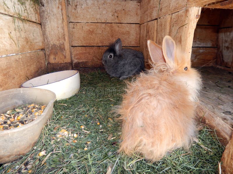 Rabbits in the aviary stock photo. Image of little, cute - 115666316