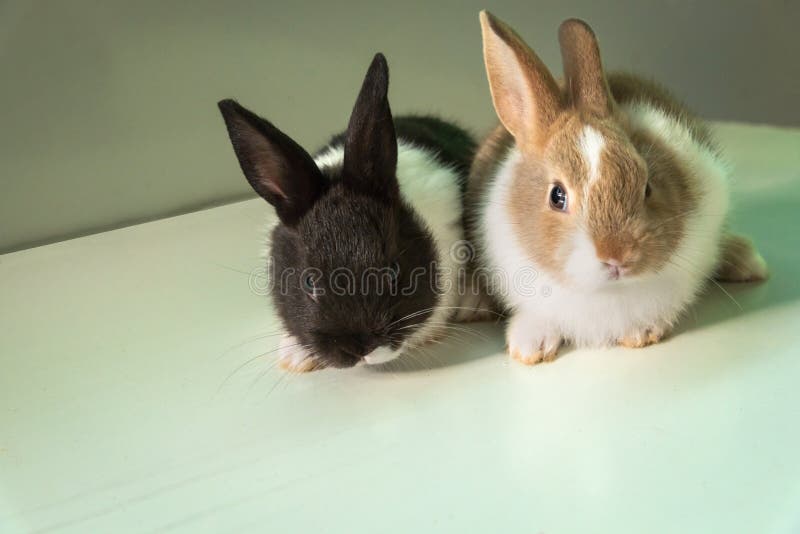Rabbits stock image. Image of grass, mammal, domestic - 78735775