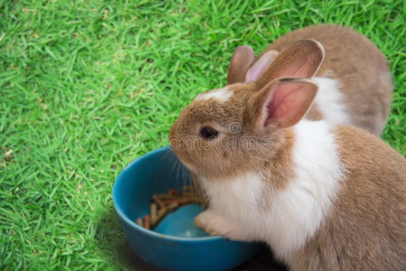 Rabbits stock image. Image of animal, domestic, beautiful - 78737713