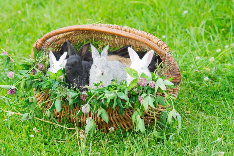 Rabbits in a basket stock photo. Image of animal, fauna - 25571848