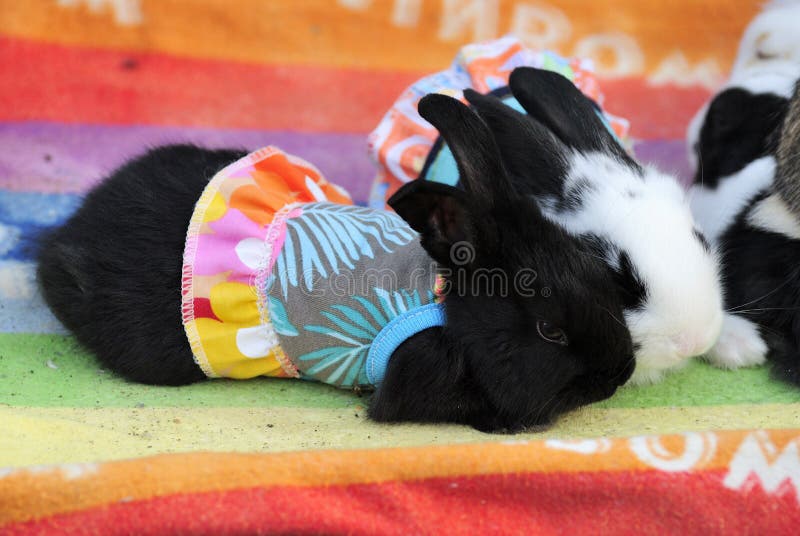 Rabbits at Bird Souq in Doha, Qatar. Stock Image - Image of marketplace ...