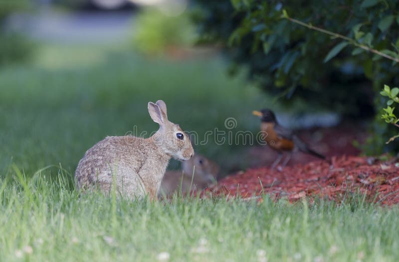 Rabbits and Bird stock photo. Image of cute, wild, bird - 32069074