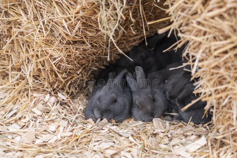 Set of Black Farm Field Country Gates Empty and Open Stock Image ...