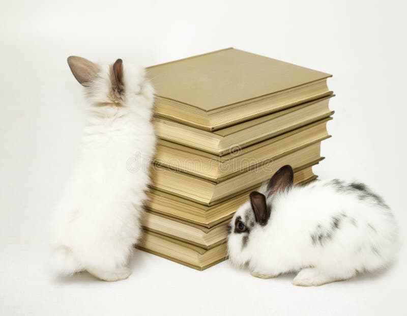 Two rabbits stock image. Image of bunny, funny, couple - 5447047