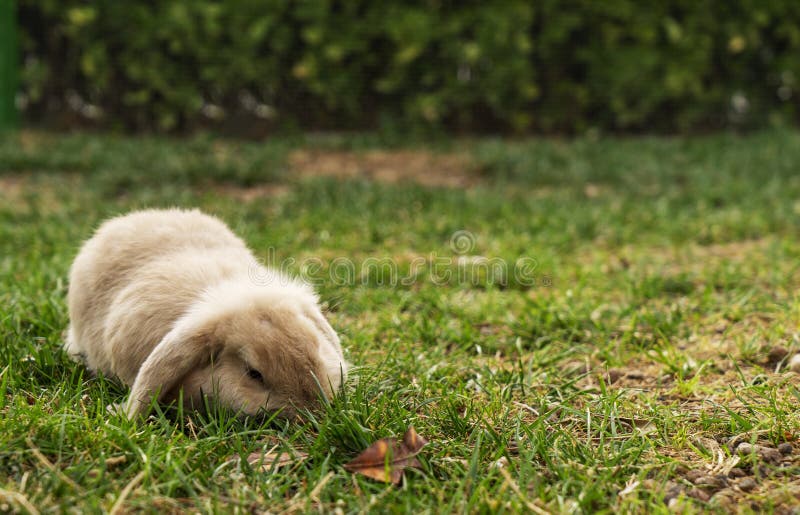 Rabbits Breed Sheep Grazing on a Green Lawn. Stock Image - Image of ...