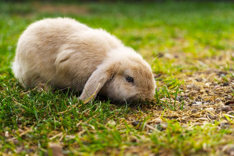 Rabbits Breed Sheep Grazing on a Green Lawn. Stock Image - Image of ...