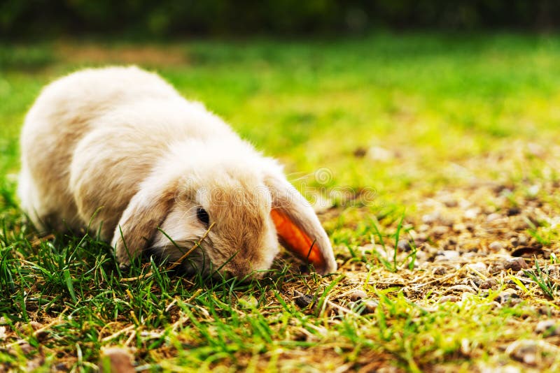 Rabbits Breed Sheep Grazing on a Green Lawn. Stock Image - Image of ...