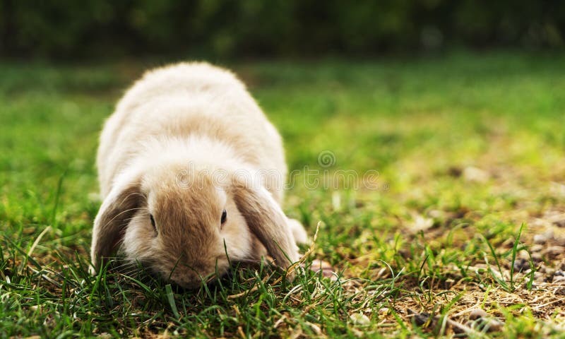 Rabbits Breed Sheep Grazing on a Green Lawn. Stock Image - Image of ...