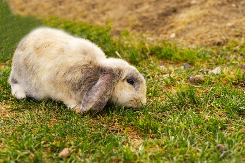 Rabbits Breed Sheep Grazing on a Green Lawn. Stock Image - Image of ...
