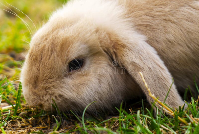 Rabbits Breed Sheep Grazing on a Green Lawn. Stock Image - Image of ...