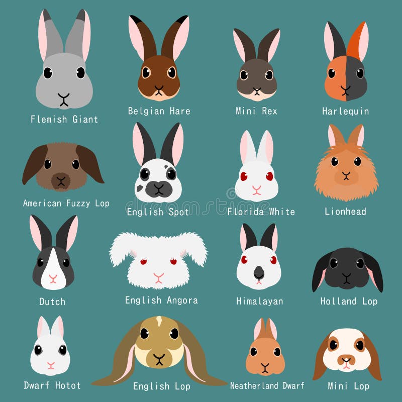 Rabbits breeds set stock vector. Illustration of breeds - 111146266