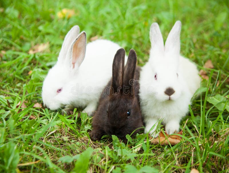 Two rabbits bunny on grass stock photo. Image of beauty - 15533658