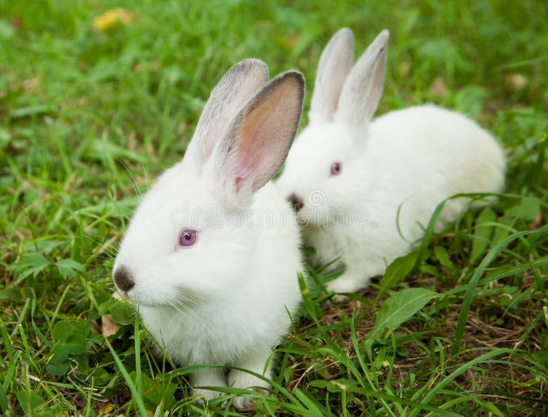 Rabbits in grass stock photo. Image of fauna, natural - 16158926