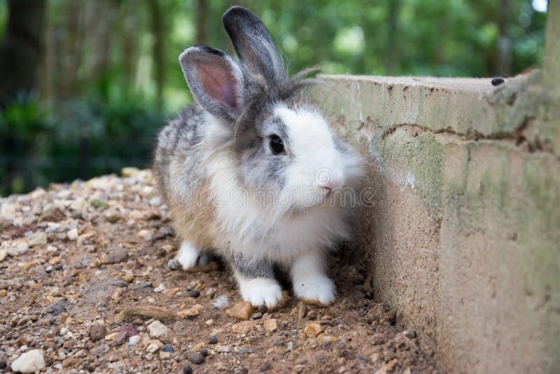 Rabbits Bunny in the Garden Stock Image - Image of adorable, furry ...