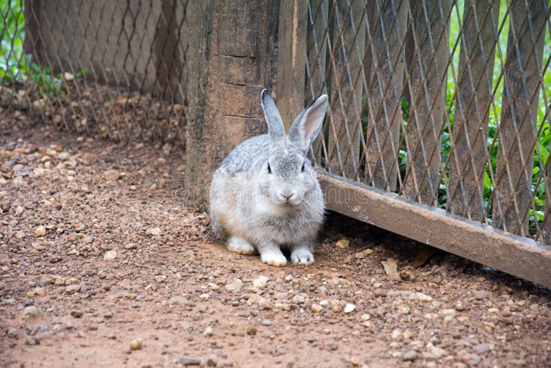 Rabbits Bunny in the Garden Stock Image - Image of rodent, gray: 76763083
