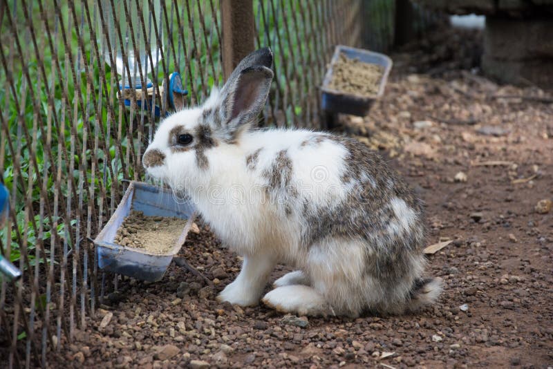 Rabbits Bunny in the Garden Stock Photo - Image of mammal, cottontail ...