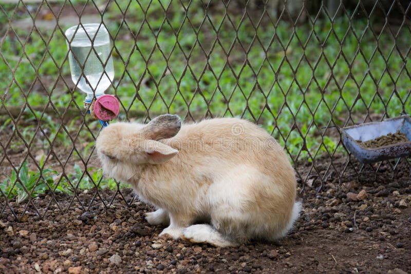 Rabbits Bunny in the Garden Stock Image - Image of grass, adorable ...
