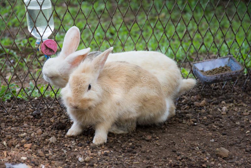 Rabbits Bunny in the Garden Stock Image - Image of wildlife, bunny ...