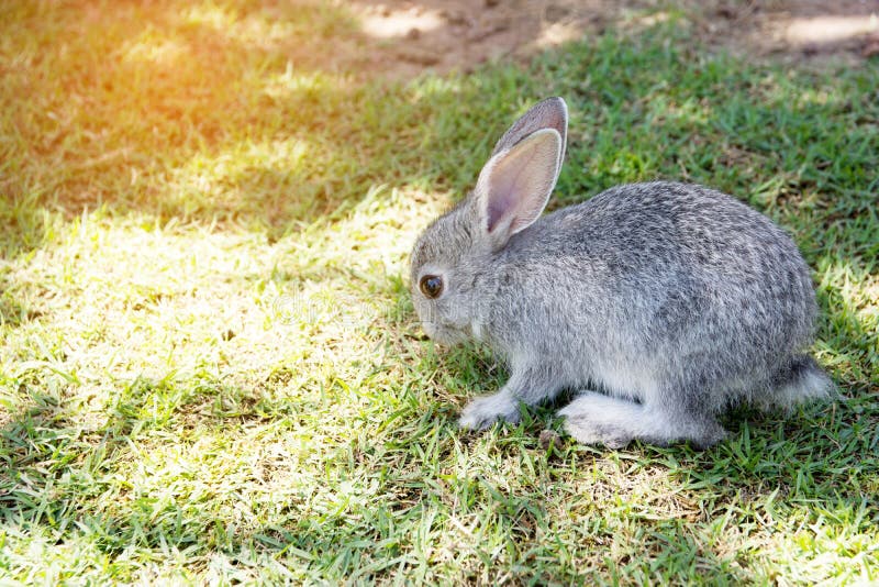 Bunny in garden stock photo. Image of village, domestic - 81826580