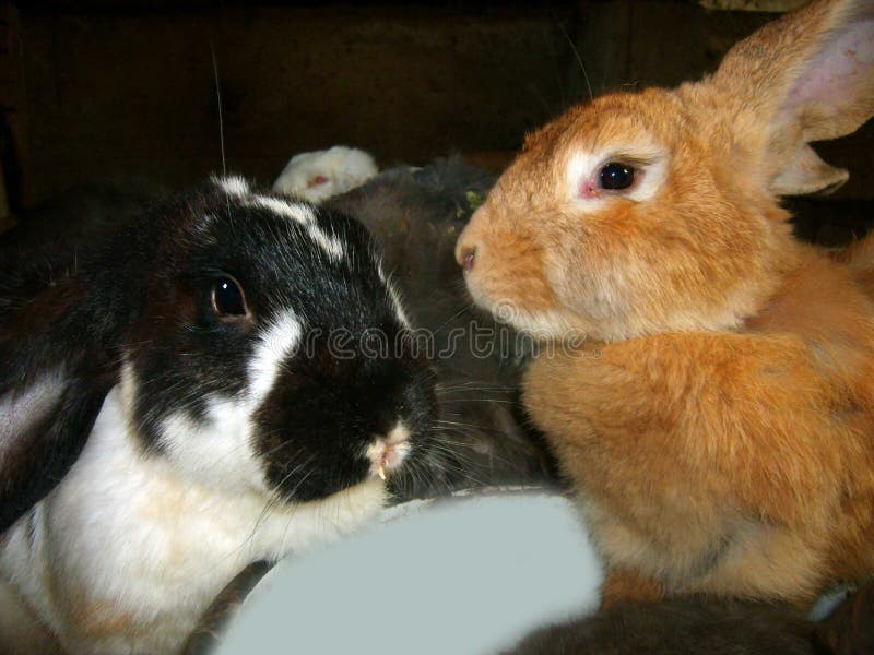 Rabbits - Bunny stock image. Image of jump, white, bunny - 84363829