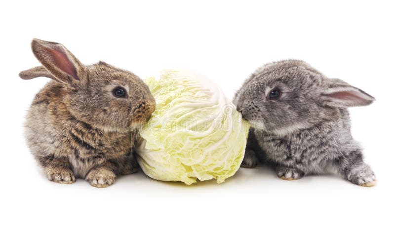 Rabbits and cabbage. stock image. Image of closeup, mammals - 70256873