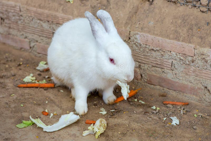 Rabbits in the cage stock image. Image of cute, rabbit - 187714649