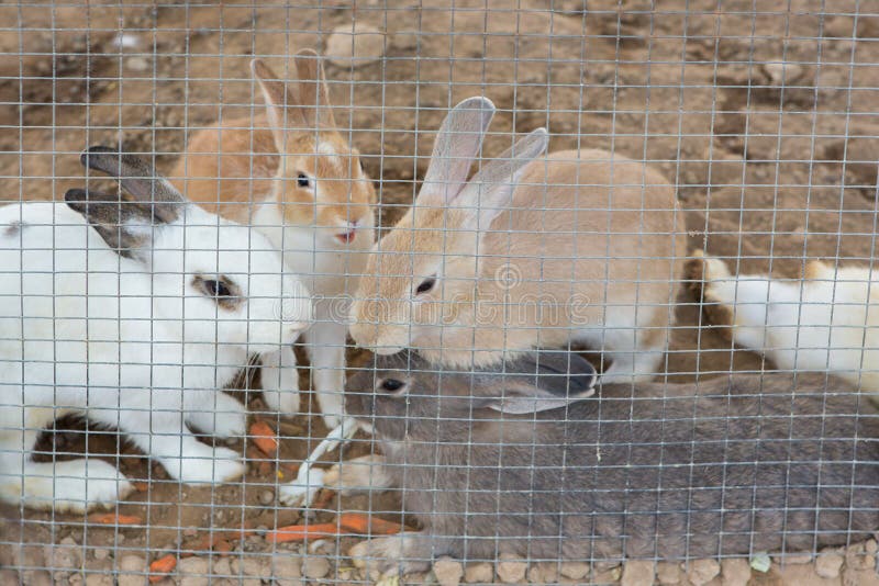 Rabbits in the cage stock image. Image of nature, bunny - 187714525
