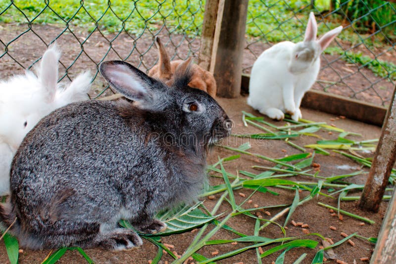 Rabbits in cage stock image. Image of grass, bunny, outdoors - 23496977
