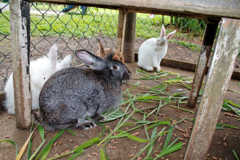 Rabbits in cage stock image. Image of small, leporidae - 23497173
