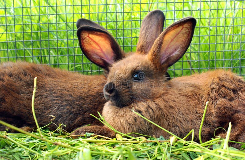 Rabbits in a Cage. Bunnies Behind the Bars Stock Image - Image of farm ...