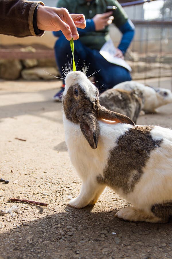 Rabbits stock photo. Image of reach, cute, hair, looking - 85519422