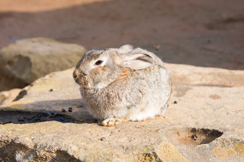 Rabbits stock image. Image of nature, rabbit, cold, adult - 85519465