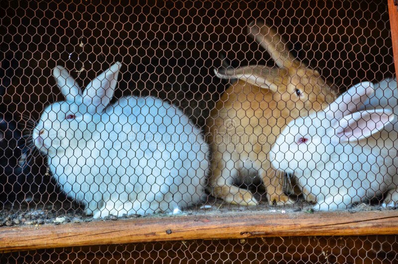 Rabbits in a cage stock image. Image of caged, ecology - 78436575