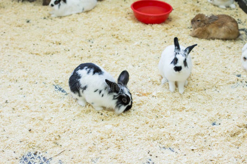 Rabbits in a Cage Eat Grass. Rabbit Cage Stock Photo - Image of fauna ...