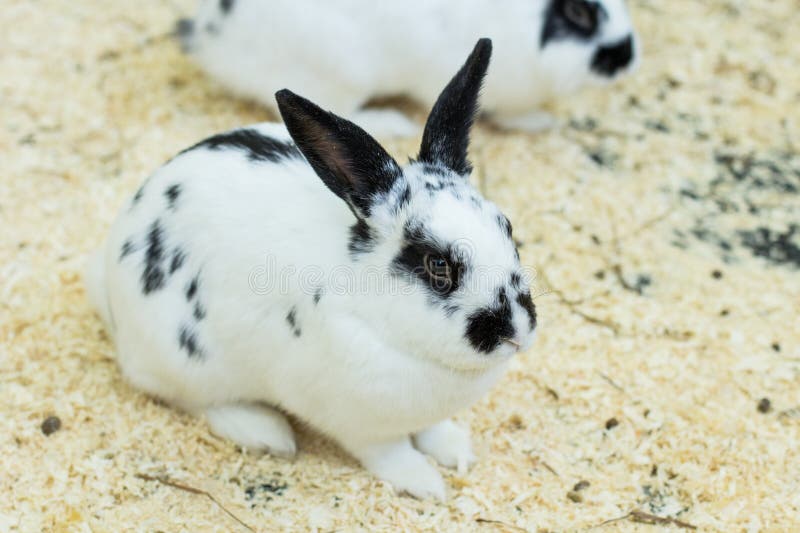 Rabbits in a Cage Eat Grass. Rabbit Cage Stock Photo - Image of animal ...