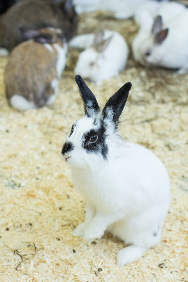 Rabbits in a Cage Eat Grass. Rabbit Cage Stock Photo - Image of cute ...