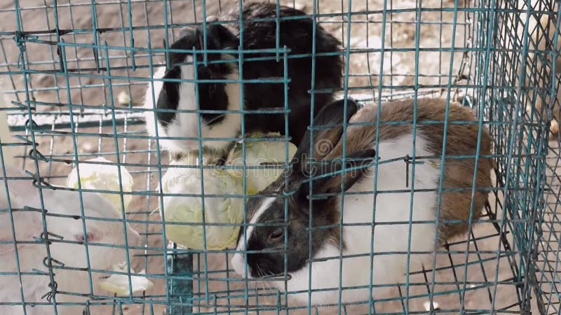 Rabbits on a Cage Eating Food. Animals in Captivity Stock Footage ...