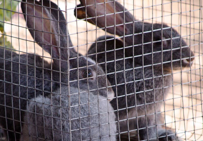 Rabbits in Cage in Local Market Stock Image - Image of healthy, small ...