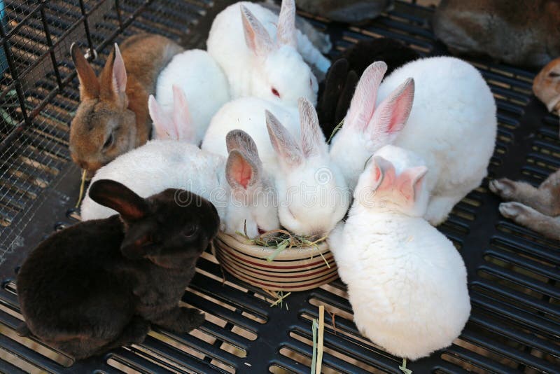 Rabbits in Cage for Sale at Thailand Market Stock Image - Image of ...