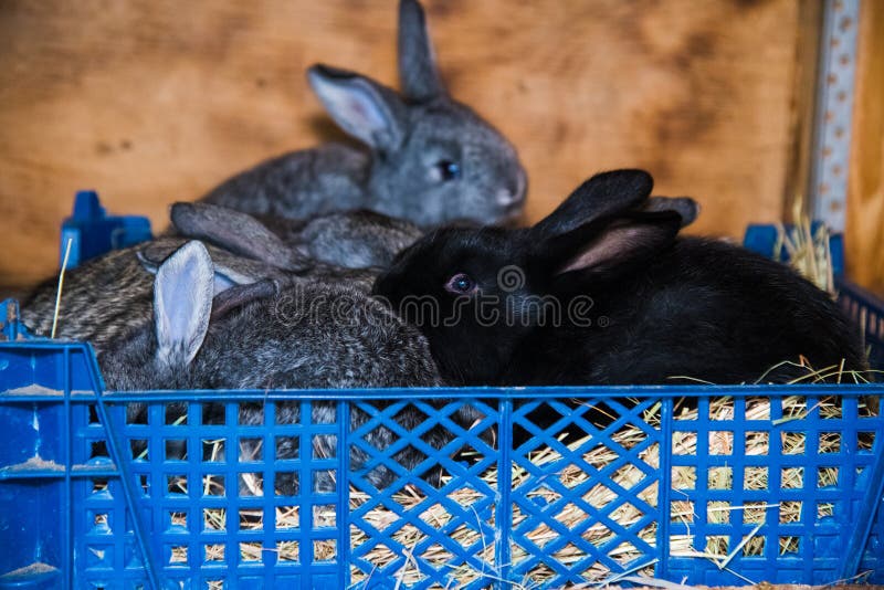 Rabbits in cages at a farm stock photo. Image of bunny - 225337332