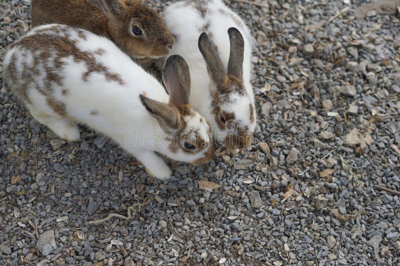 Picture Rabbits in Cages Feed Rabbit Cages Feed Rabbits Stock Photo ...