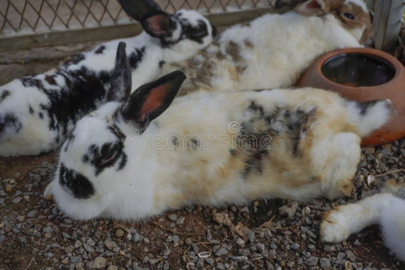 Picture Rabbits in Cages Feed Rabbit Cages Feed Rabbits Stock Image ...
