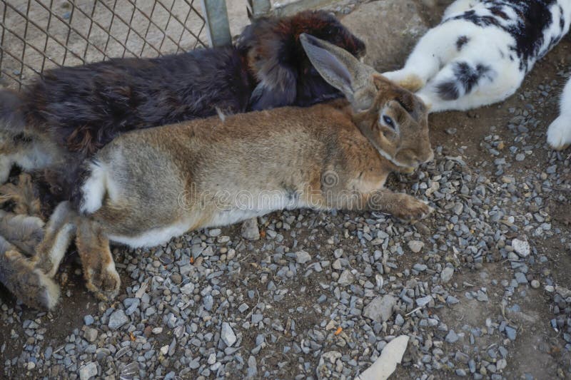 Picture Rabbits in Cages Feed Rabbit Cages Feed Rabbits Stock Image ...