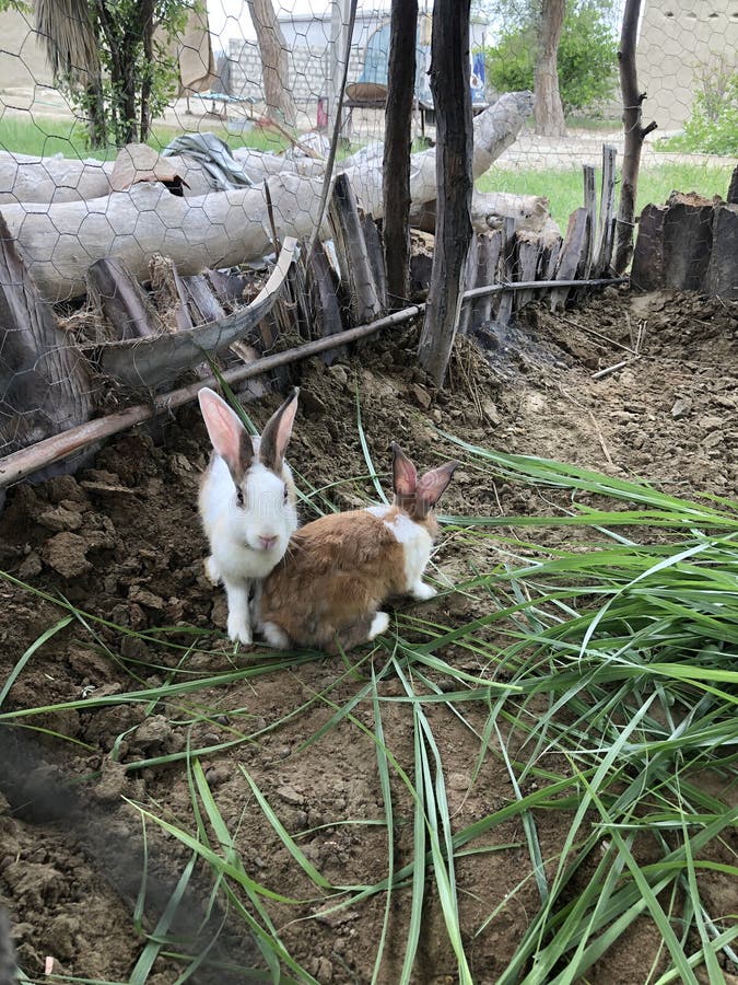 Rabbits stock photo. Image of robents, rabbits, pets - 254119162